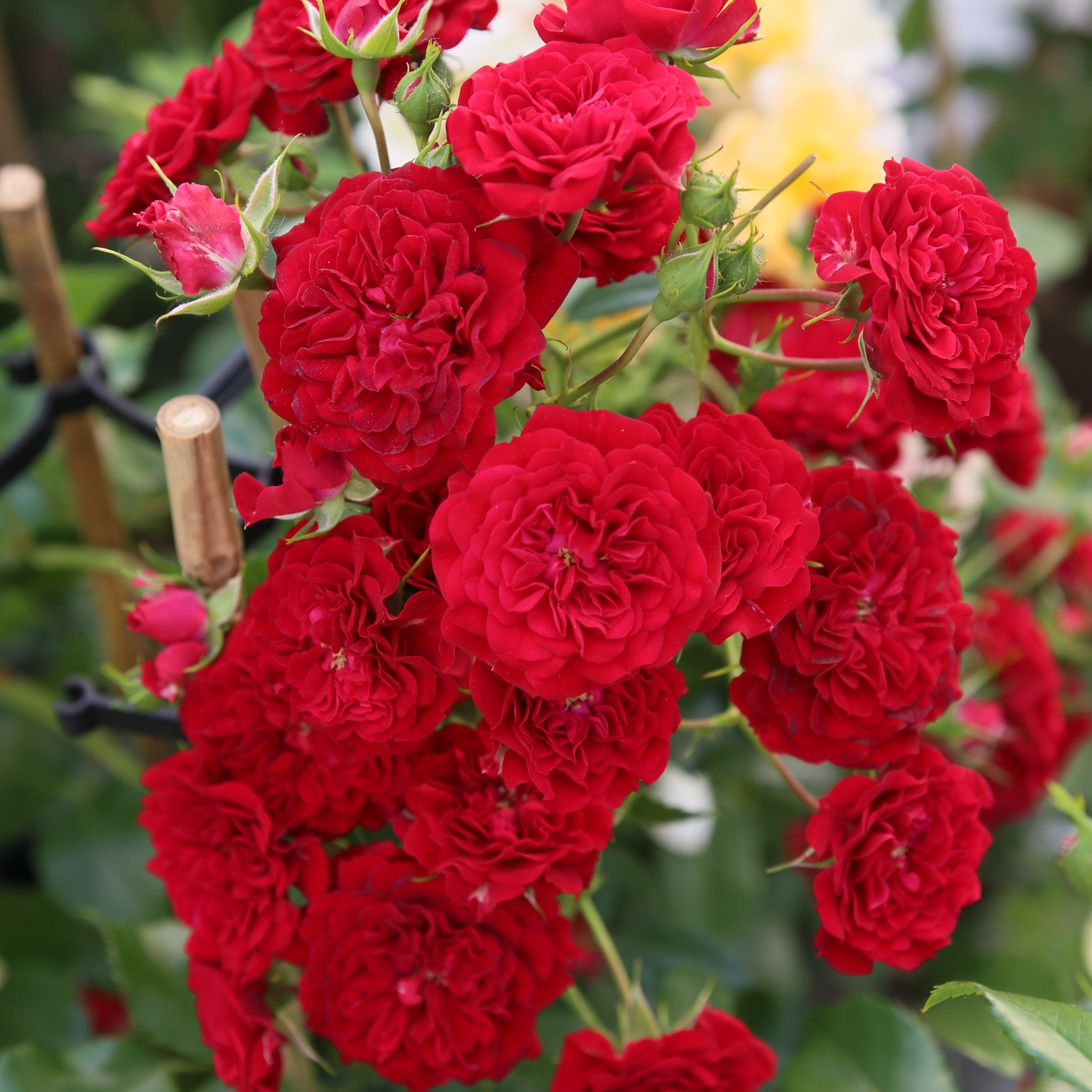 Siluetta Crimson Climbing Rose 4 Litre - Stewarts Garden Centre