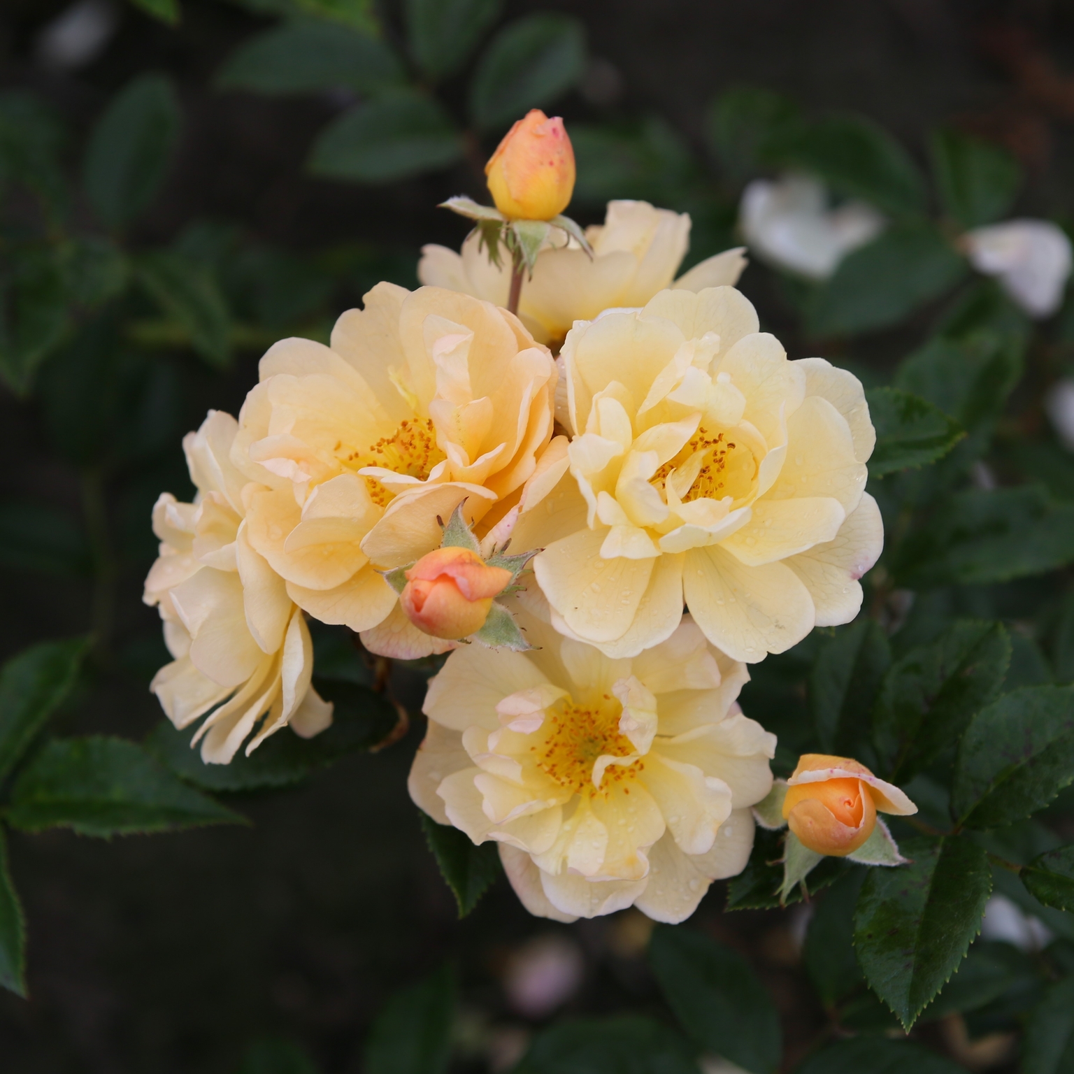 Siluetta Sunny Climbing Rose 4 Litre - Stewarts Garden Centre