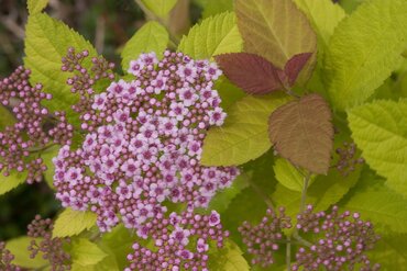 Spiraea Double Play Big Bang 3 Litre - Stewarts Garden Centre