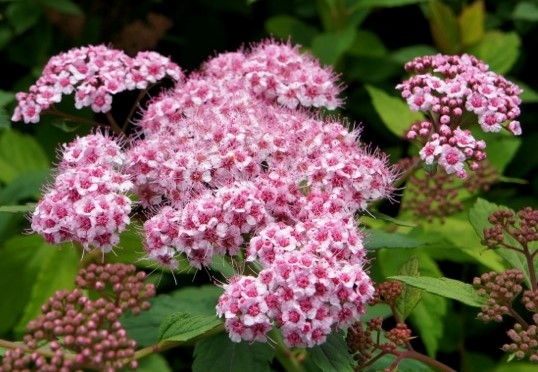 Spiraea Sparkling Champagne 3 Litre - Stewarts Garden Centre