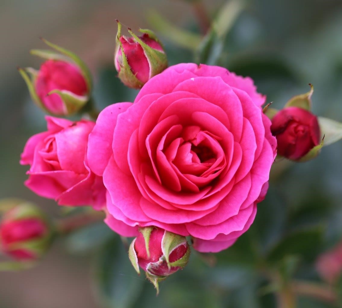 Starlight Express Climbing Rose 4 litre - Stewarts Garden Centre