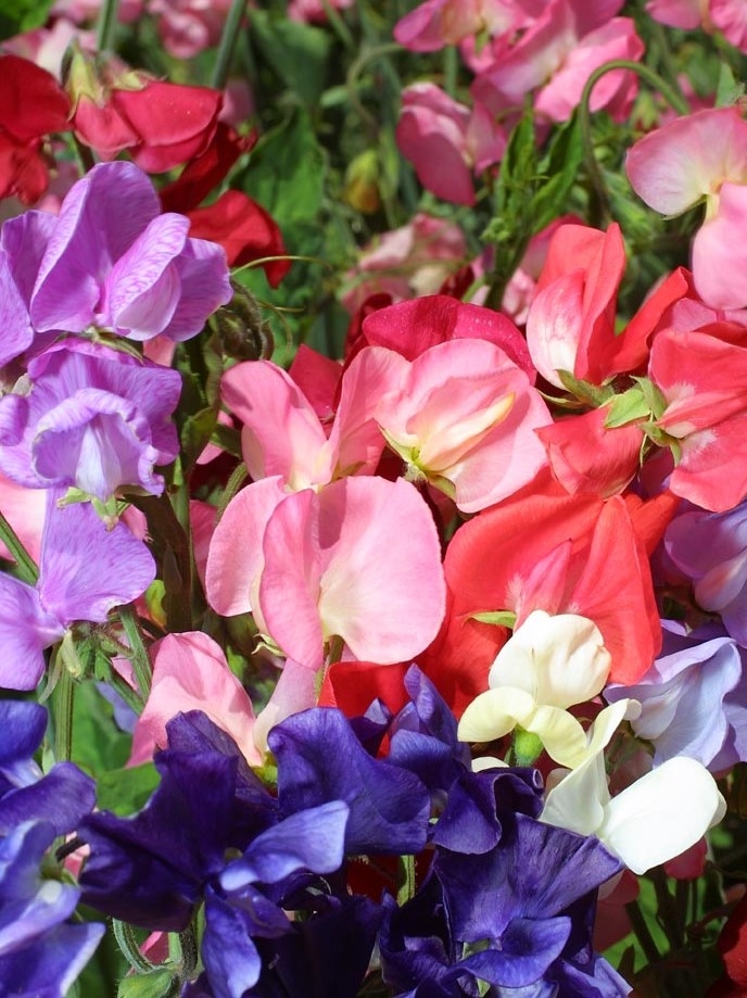 Sweet Pea Mixed Six Pack - Stewarts Garden Centre