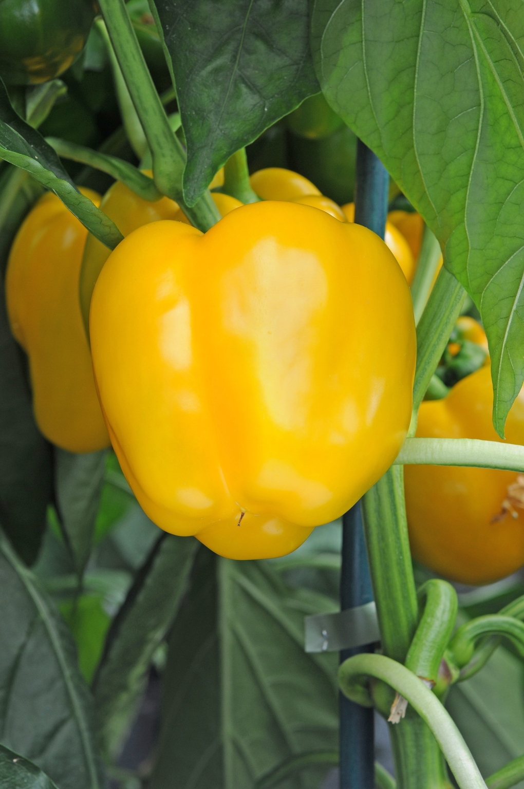 Sweet Pepper Yellow Bell Patio 1 Litre - Stewarts Garden Centre