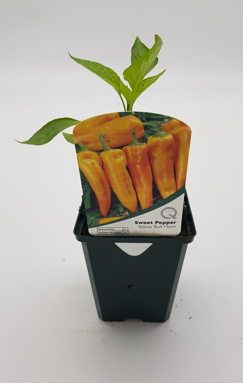 Sweet Pepper Yellow Bull Horn 8.5cm - Stewarts Garden Centre