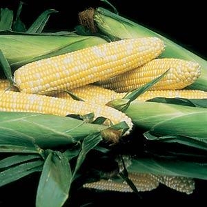 Sweetcorn Extra Early Sweet 6 Pack - Stewarts Garden Centre