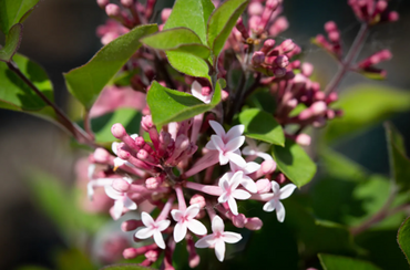Syringa Red Pixie 2 Litre - Stewarts Garden Centre