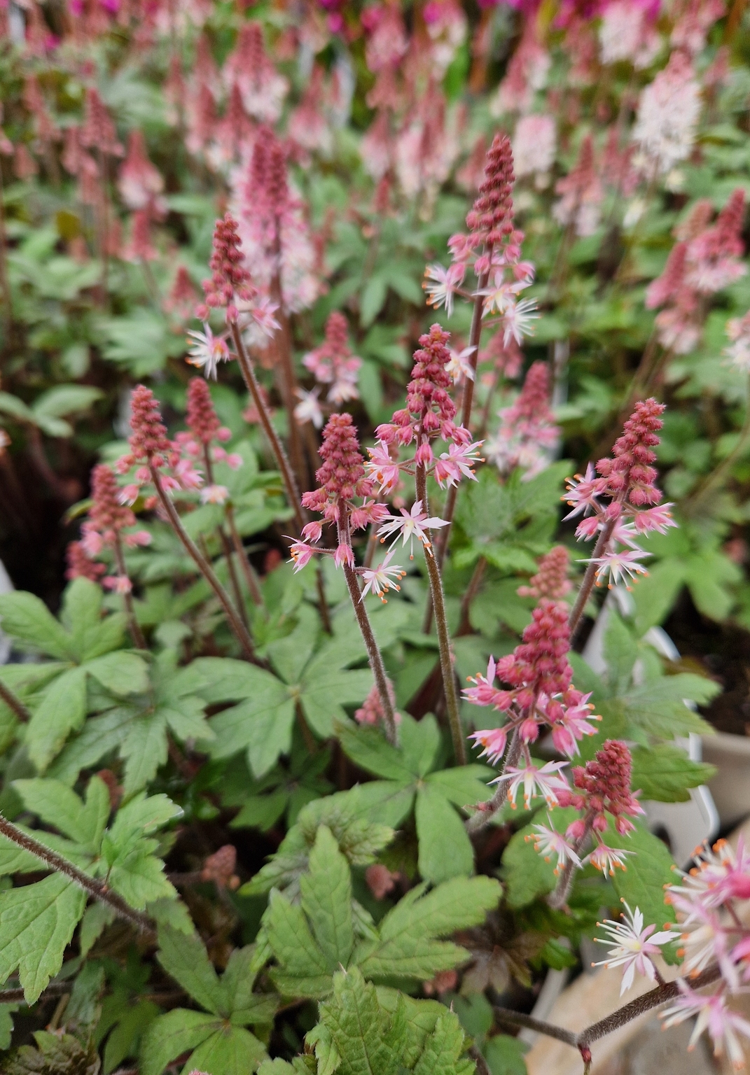 Tiarella Raspberry Sundae 3 Litre - Stewarts Garden Centre