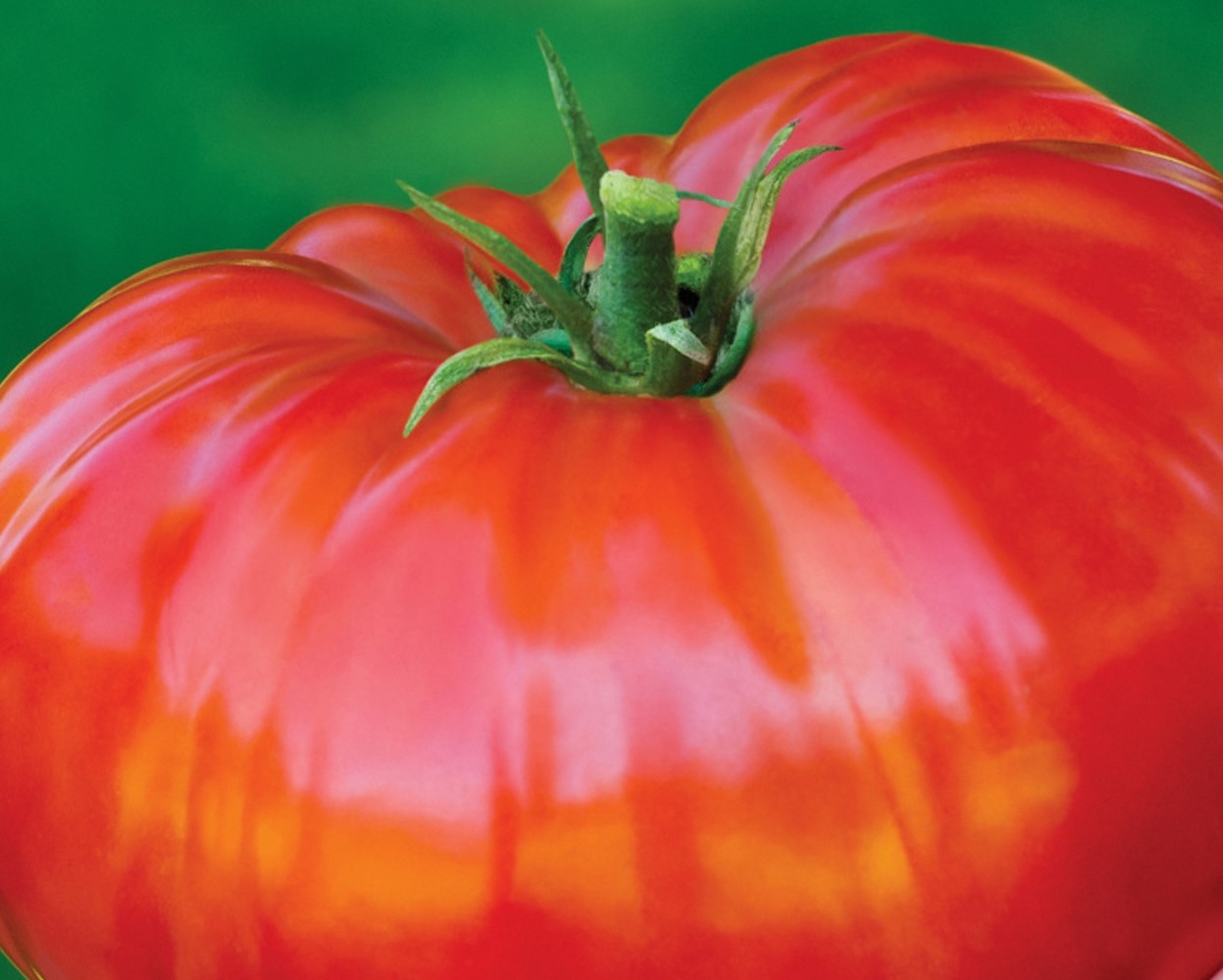 Tomato Beefmaster Patio 1 Litre - Stewarts Garden Centre