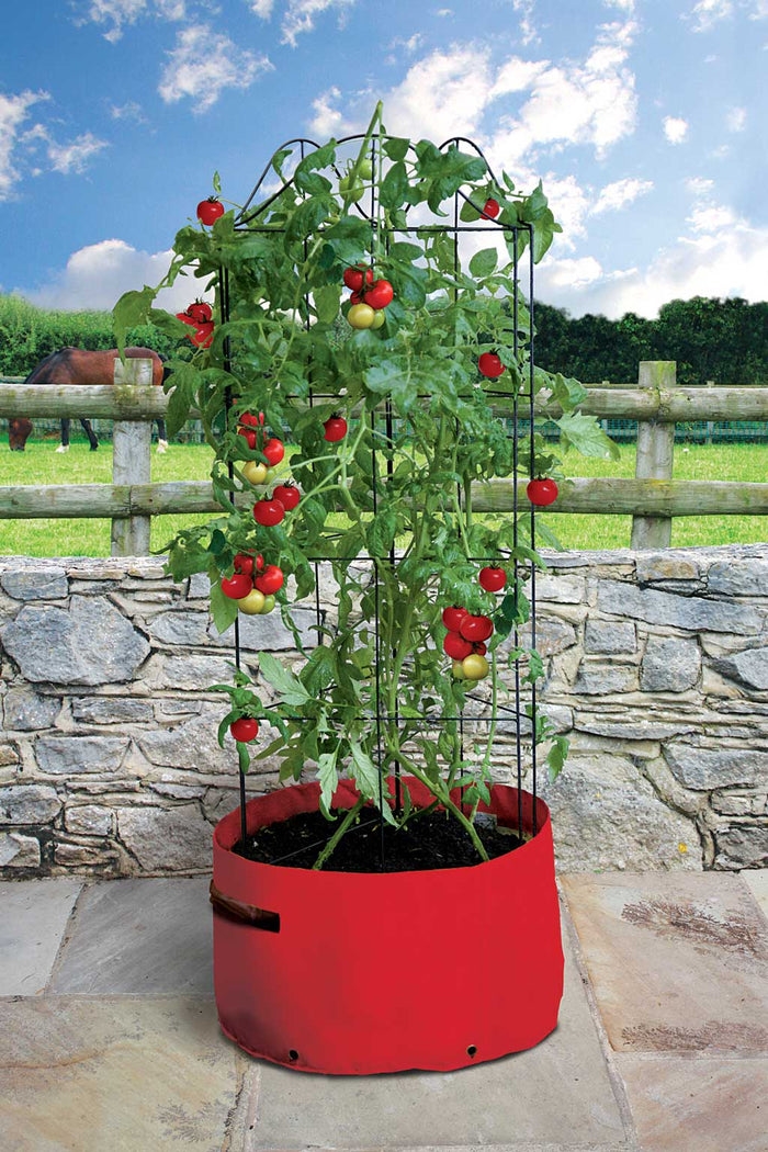 Tomato Climbing Patio Planter - Stewarts Garden Centre
