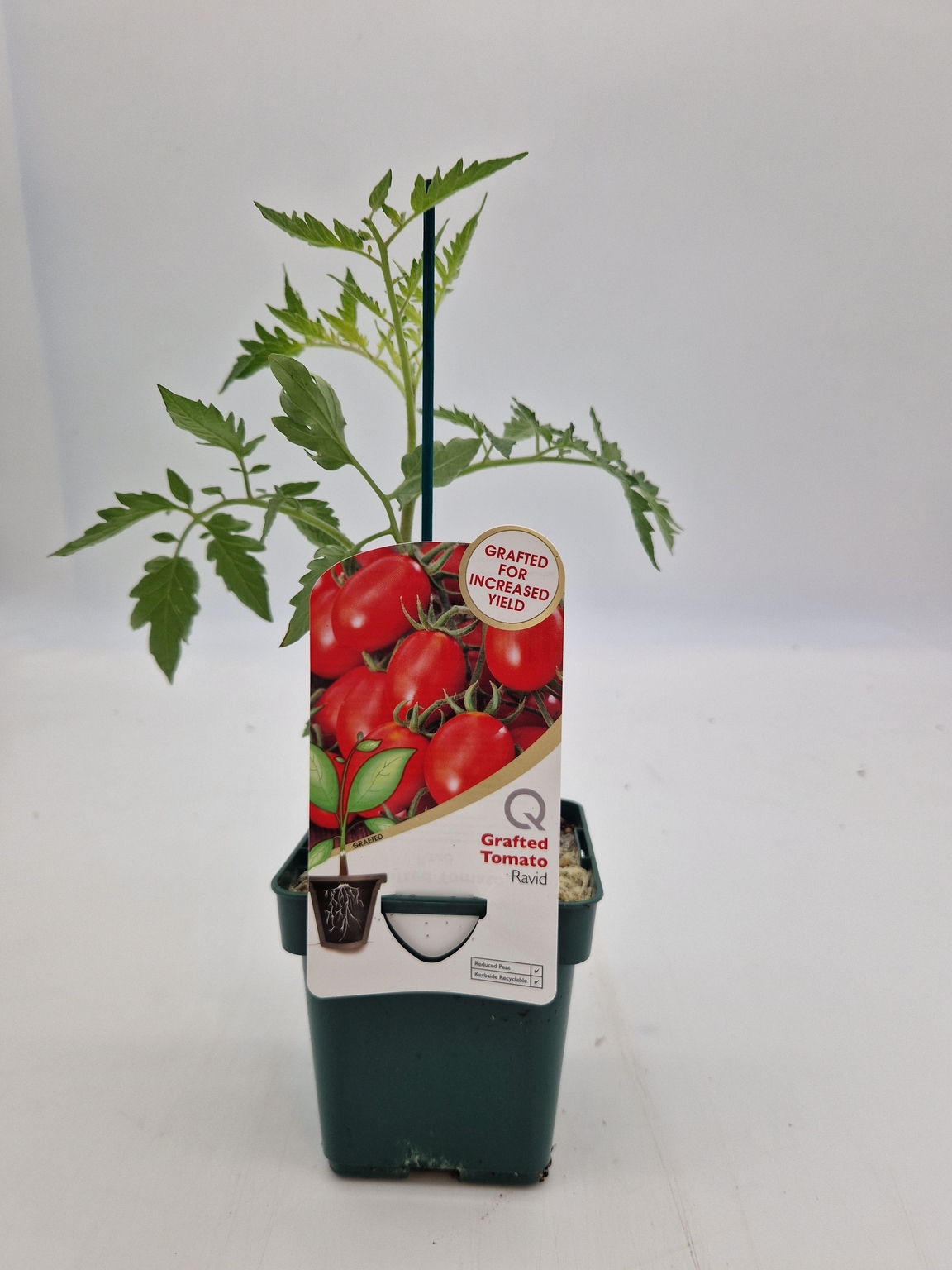 Tomato Ravid - Stewarts Garden Centre