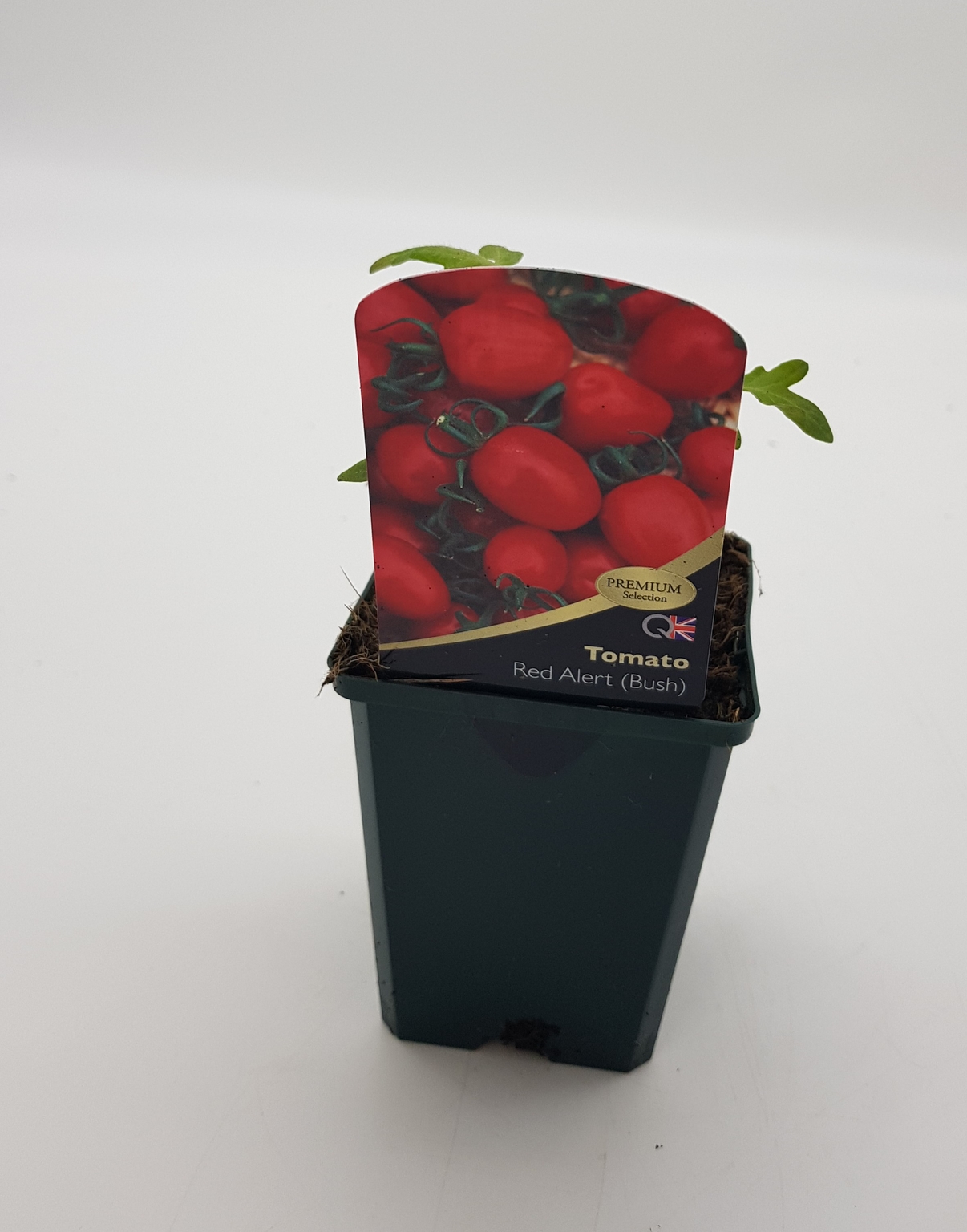 Tomato Red Alert 8.5cm - Stewarts Garden Centre