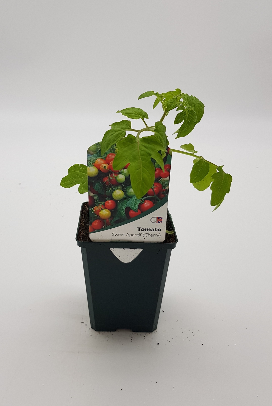 Tomato Sweet Aperitif 8.5cm - Stewarts Garden Centre