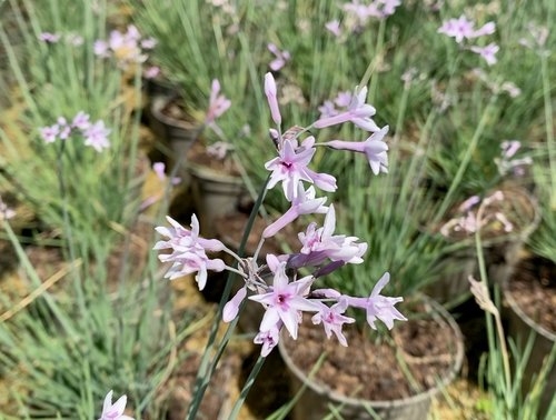 Tulbaghia Purple Eye 1.5 Litre - Stewarts Garden Centre