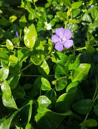 Vinca Minor Bowles Variety 3 Litre - Stewarts Garden Centre