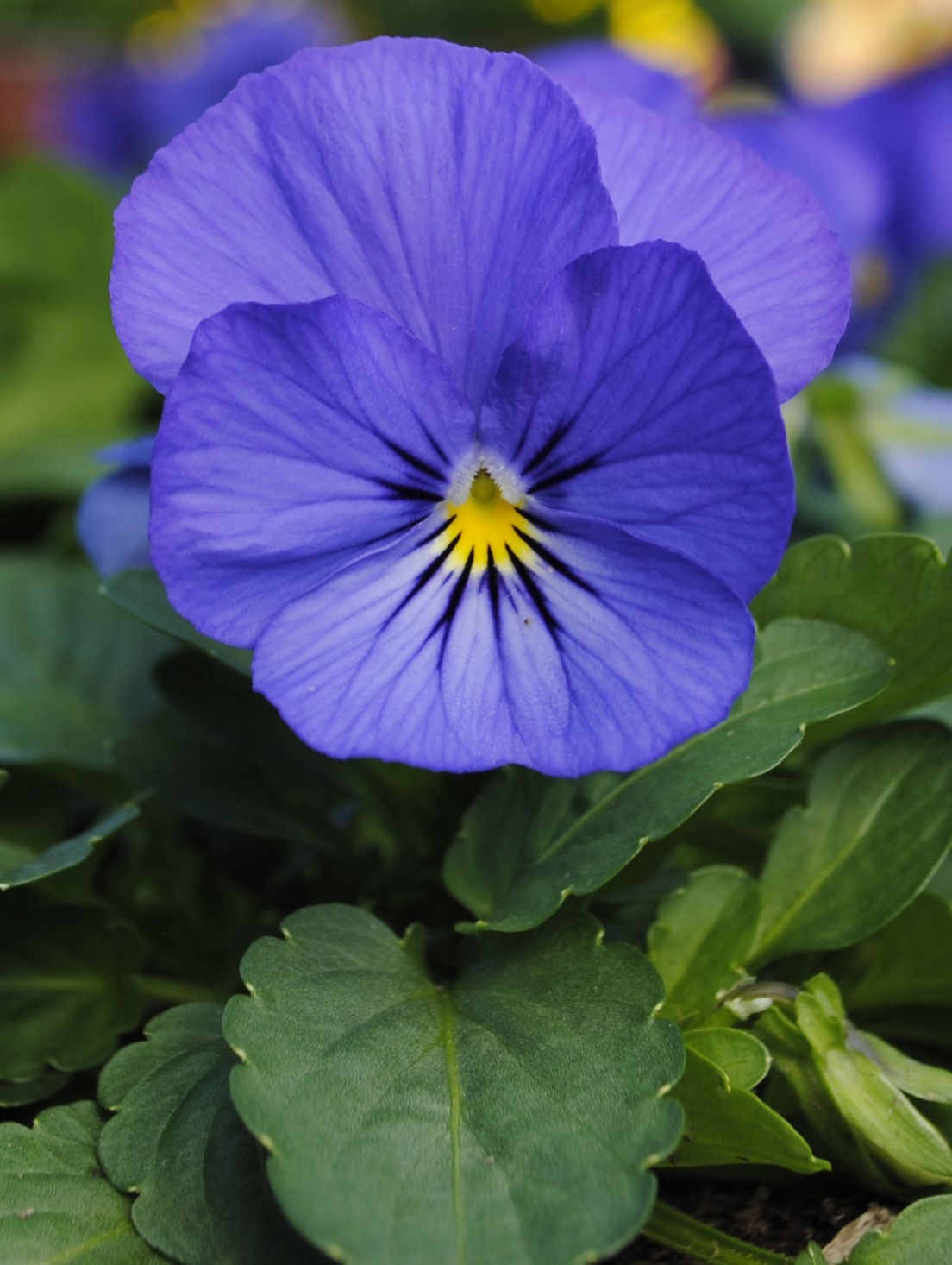 Viola Blue 6 Pack - Stewarts Garden Centre
