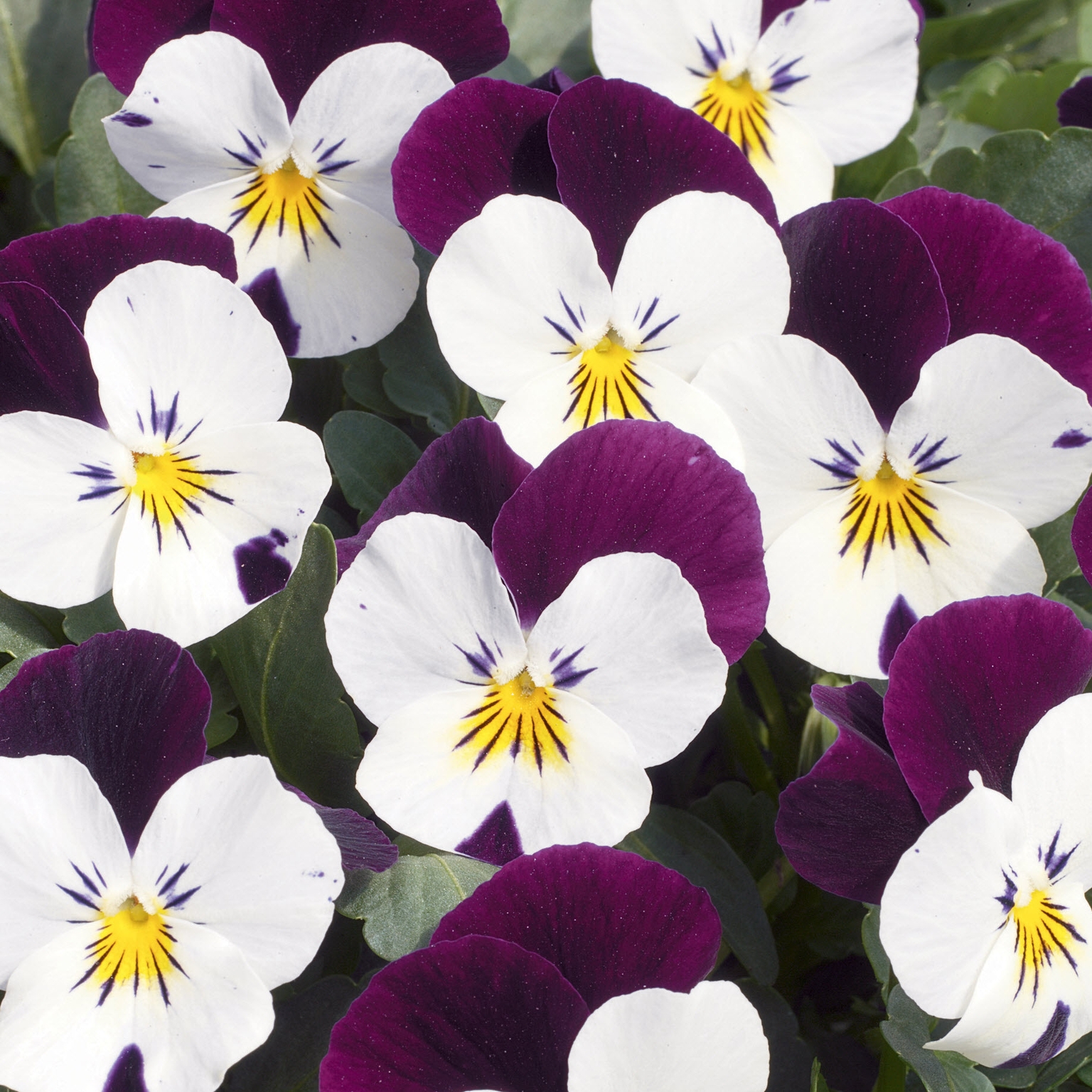 Viola Coconut Duet Six Pack - Stewarts Garden Centre