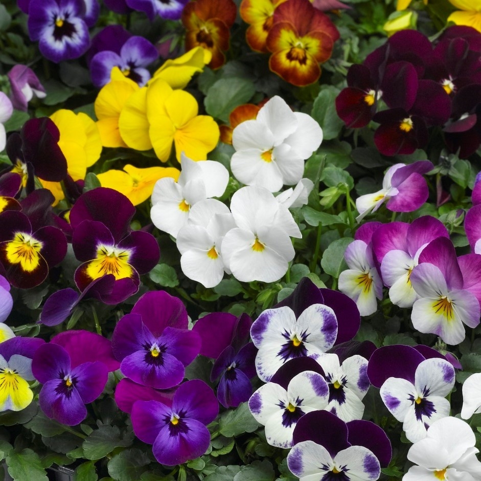 Viola Endurio 1 Litre - Stewarts Garden Centre