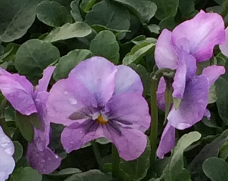 Viola Lavender Vein Six Pack - Stewarts Garden Centre