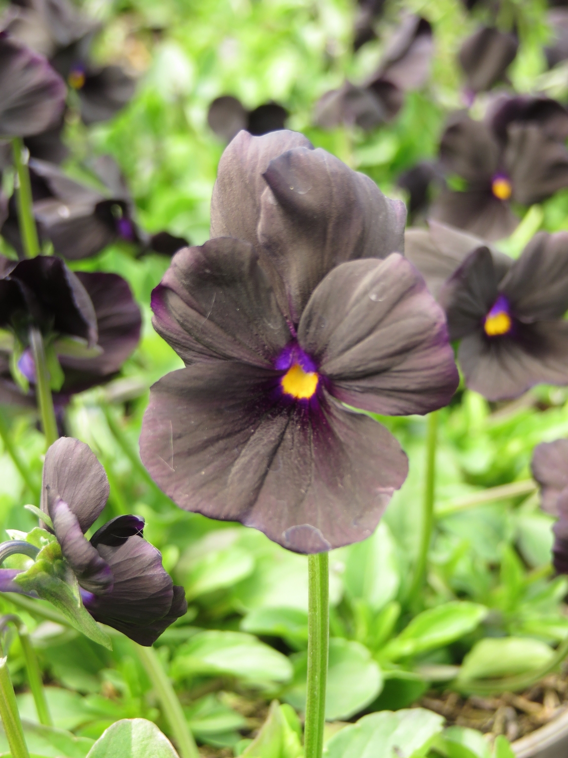 Viola Molly Sanderson 1 Litre - Stewarts Garden Centre