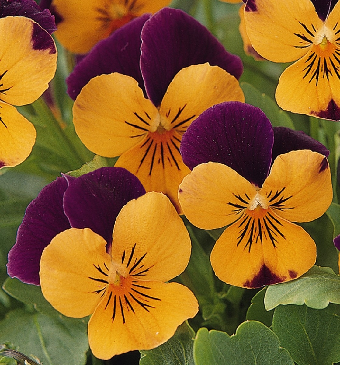 Viola Orange Duet Six Pack - Stewarts Garden Centre