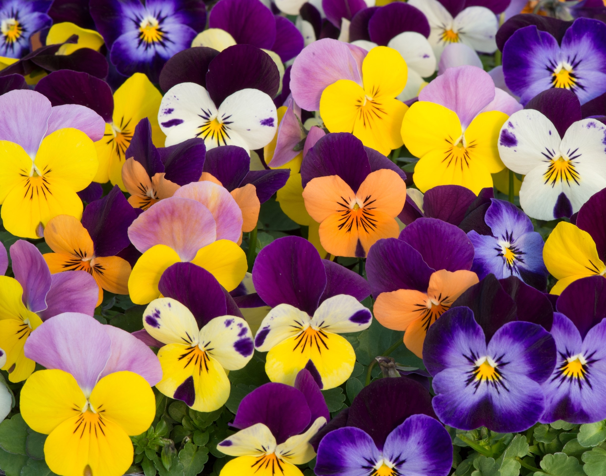 Viola Rocky Mix 6 Pack - Stewarts Garden Centre