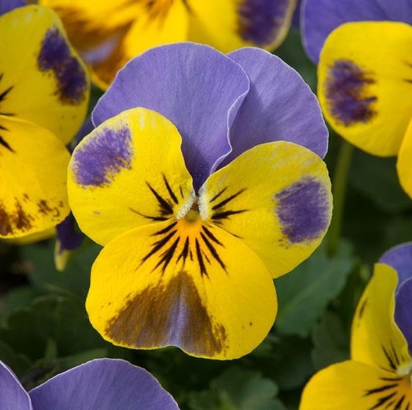Viola Rocky Yellow with Blue Wing 6 Pack - Stewarts Garden Centre