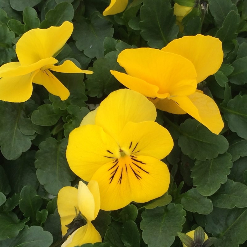 Viola Yellow Six Pack - Stewarts Garden Centre