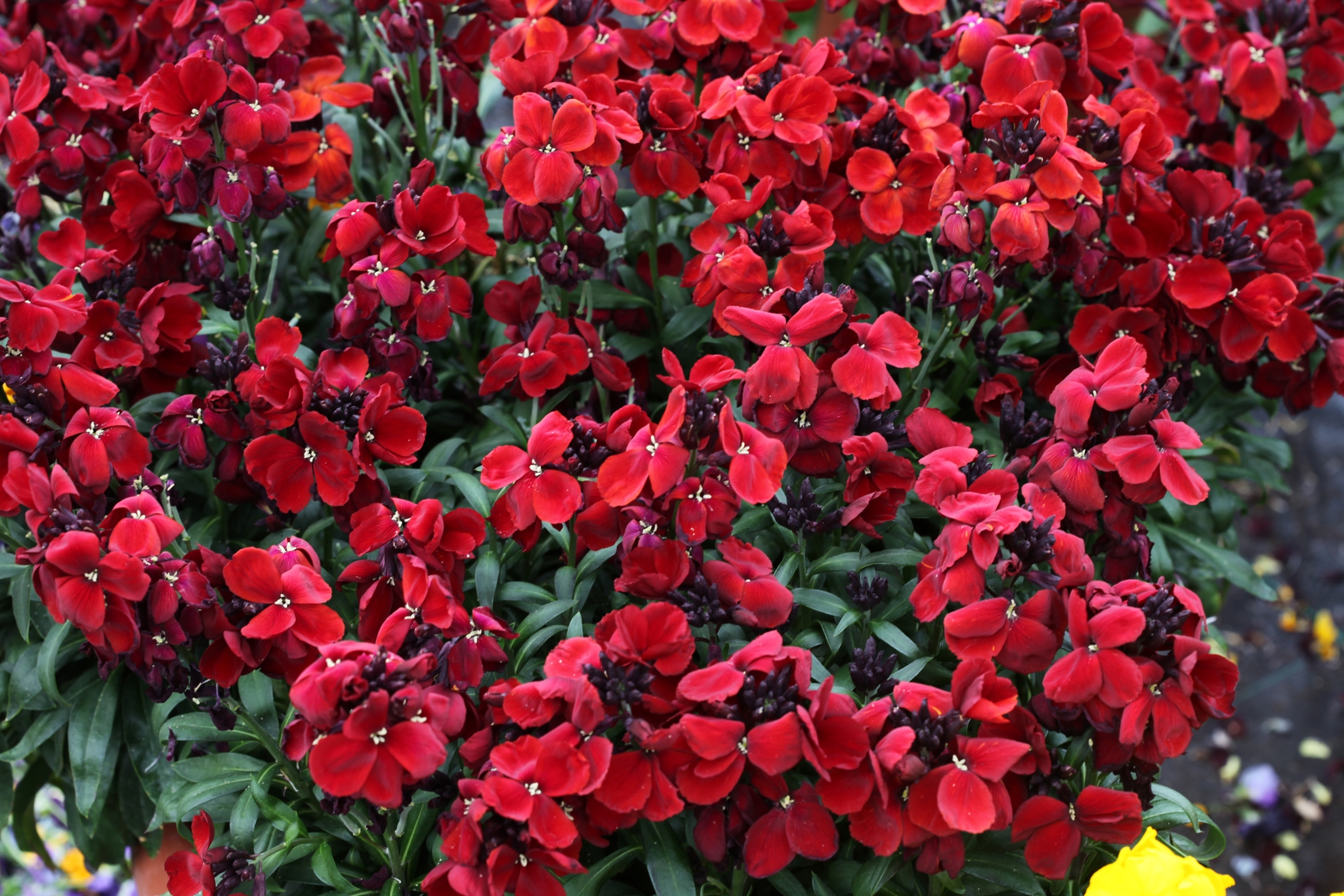 Wallflower Scarlet Emperor (Bare Root) - Stewarts Garden Centre