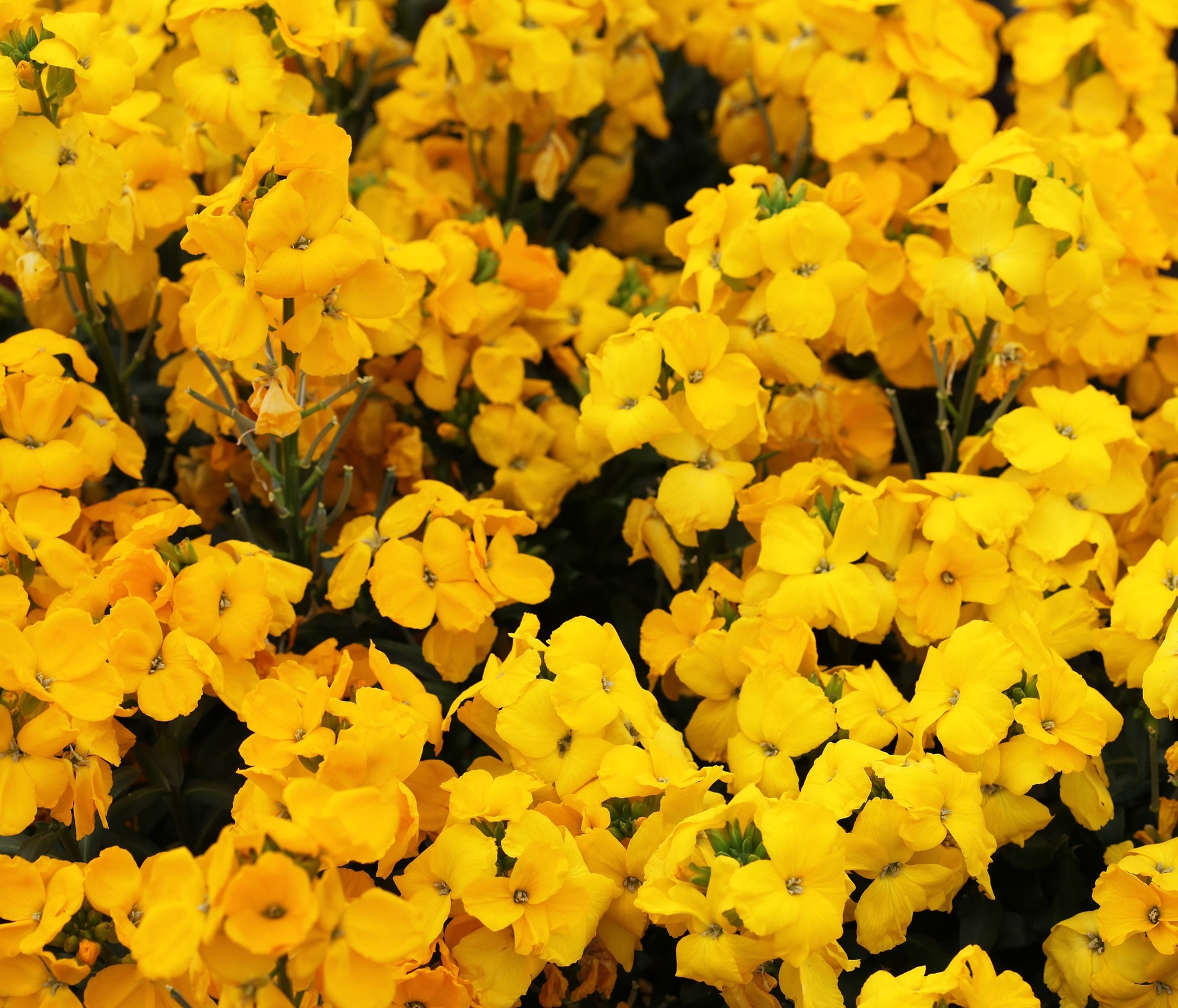 Wallflower Sugar Rush Yellow Jumbo 6 Pack - Stewarts Garden Centre