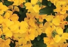 Wallflower Yellow 2 Litre - Stewarts Garden Centre