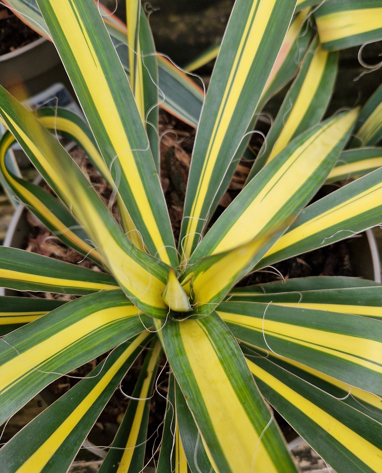 Yucca Color Guard 3 Litre - Stewarts Garden Centre
