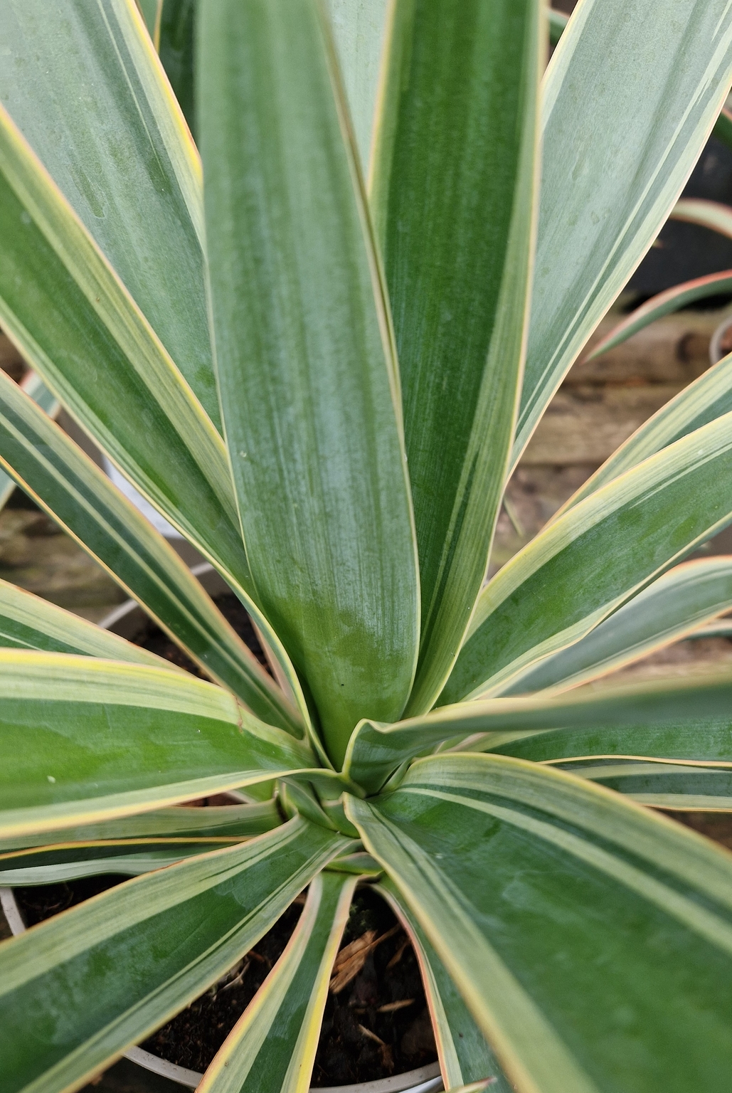 Yucca Gloriosa Variegata 3 Litre - Stewarts Garden Centre