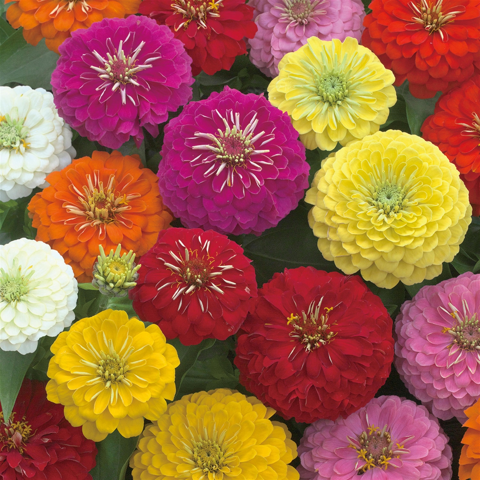 Zinnia Double Mixed Jumbo Six Pack - Stewarts Garden Centre